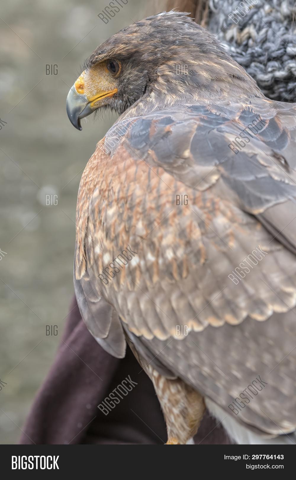 Beautiful Buzzard Image & Photo (Free Trial) | Bigstock