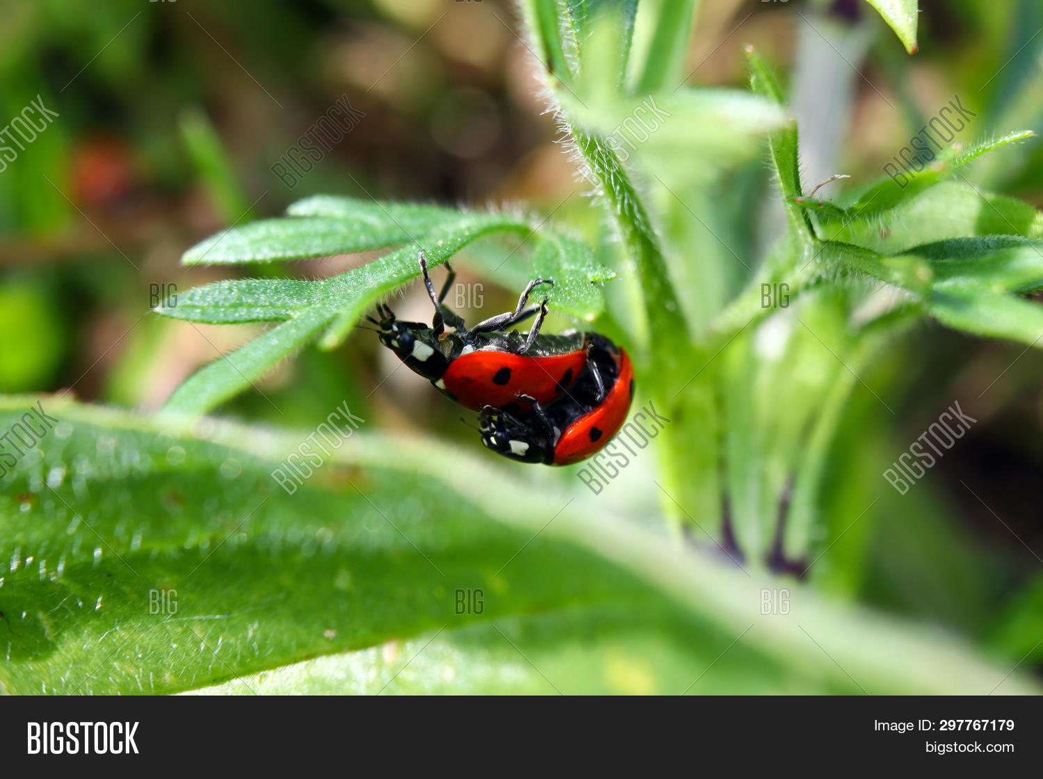 Pair Ladybirds Mating Image & Photo (Free Trial) | Bigstock