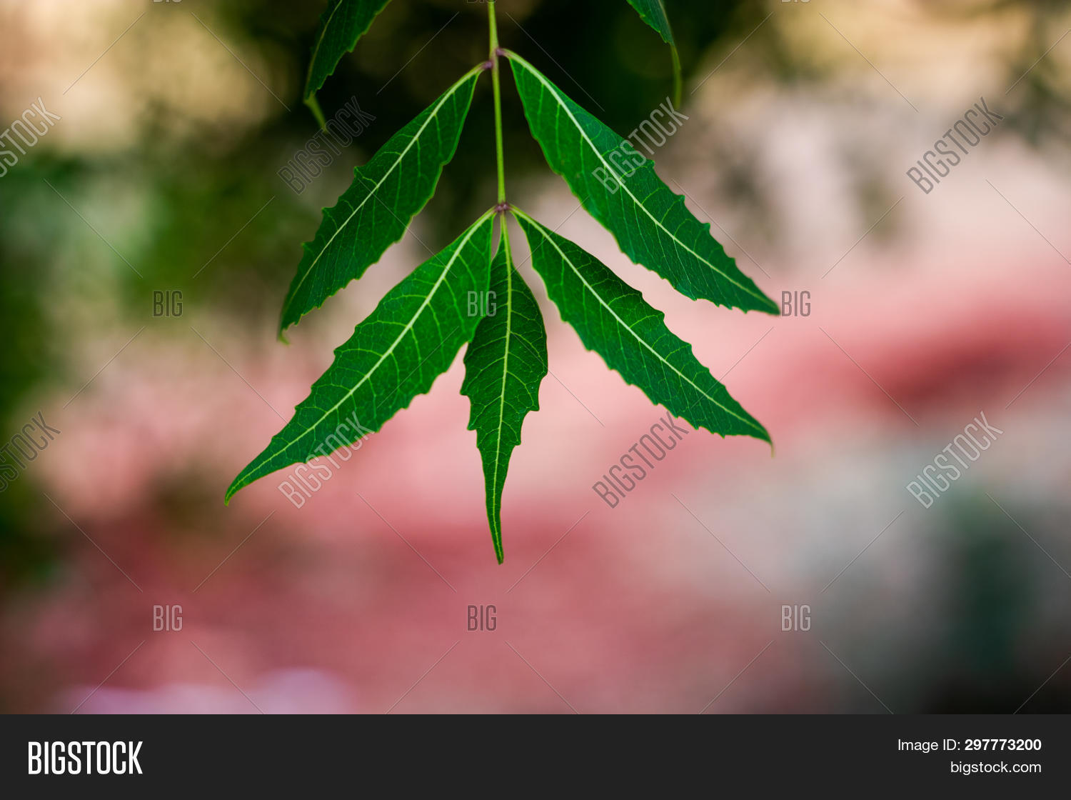 Leaf Neem Tree Image & Photo (Free Trial) | Bigstock
