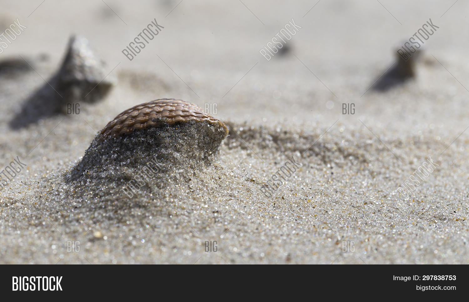 Close Picture Shells Image & Photo (Free Trial) | Bigstock