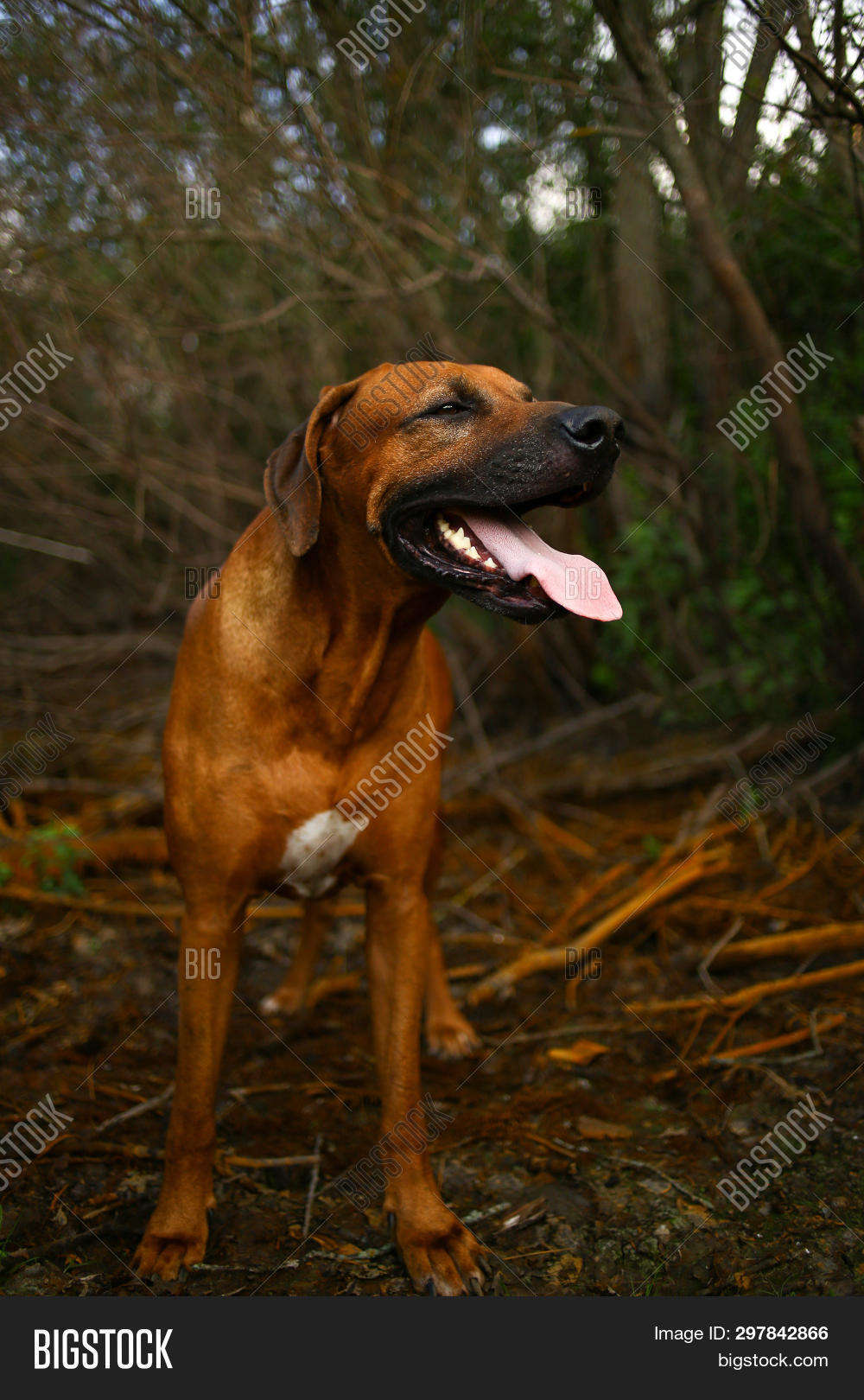 Front View Rhodesian Image & Photo (Free Trial) | Bigstock