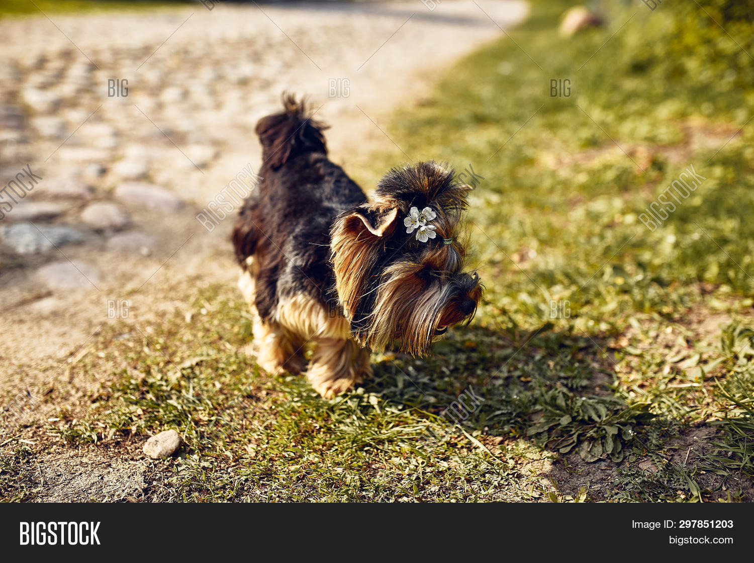 Yorkshire Terrier. Image & Photo (Free Trial) | Bigstock