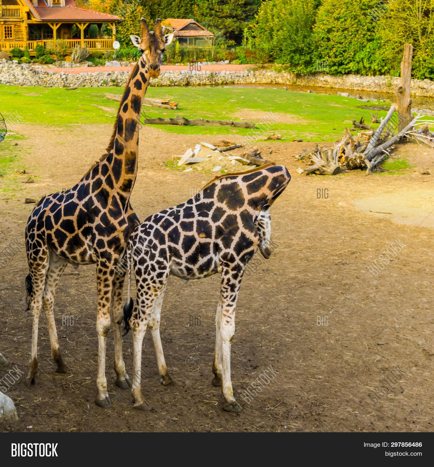 Zoo Animals Together