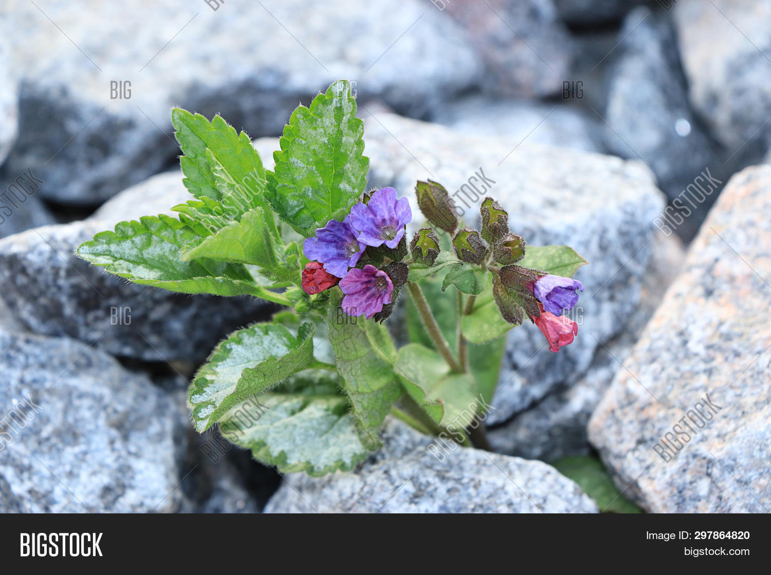 Flower On Stone, Birth Image & Photo (Free Trial) | Bigstock