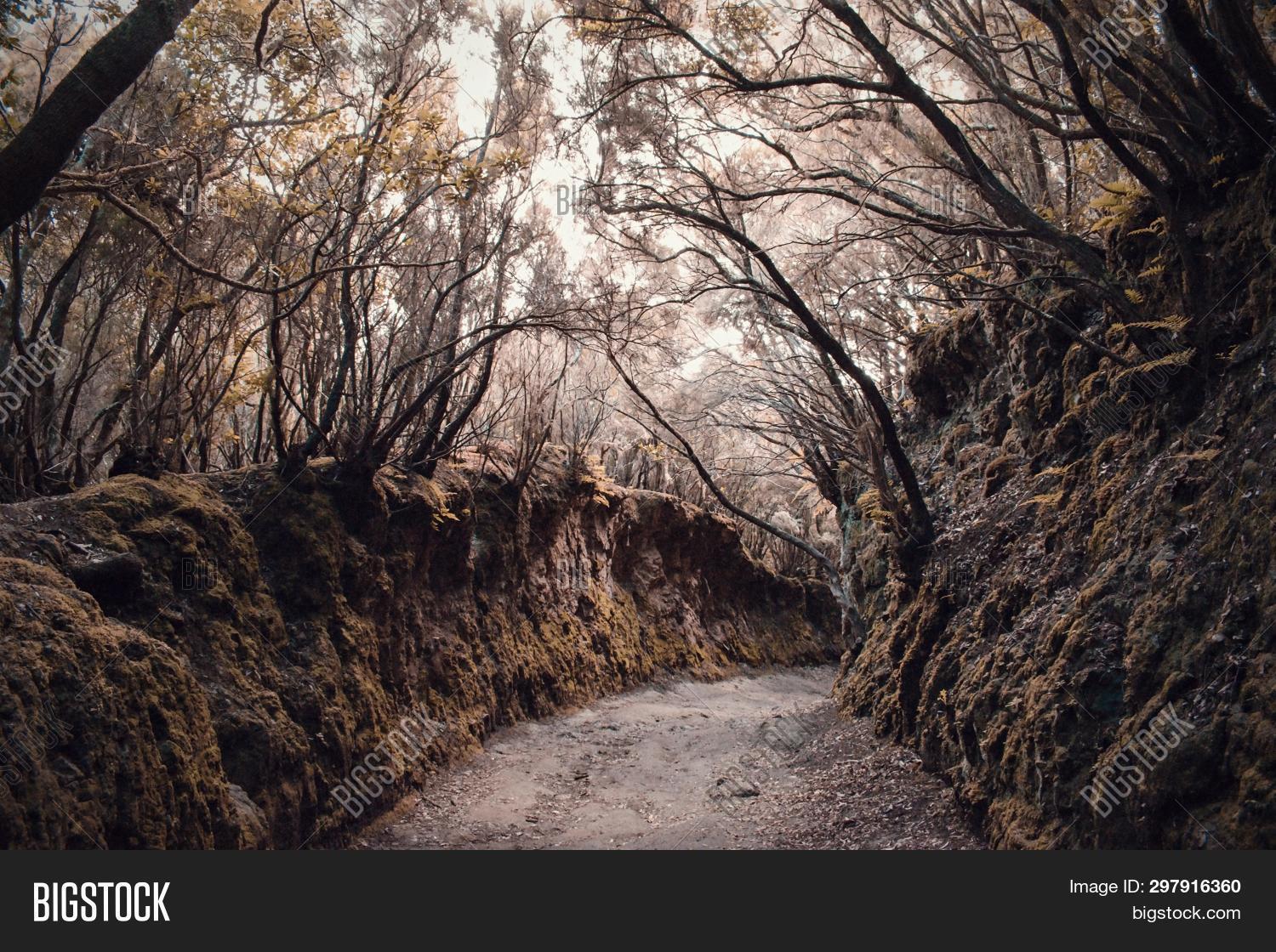 Mysterious Path Creepy Image & Photo (Free Trial) | Bigstock