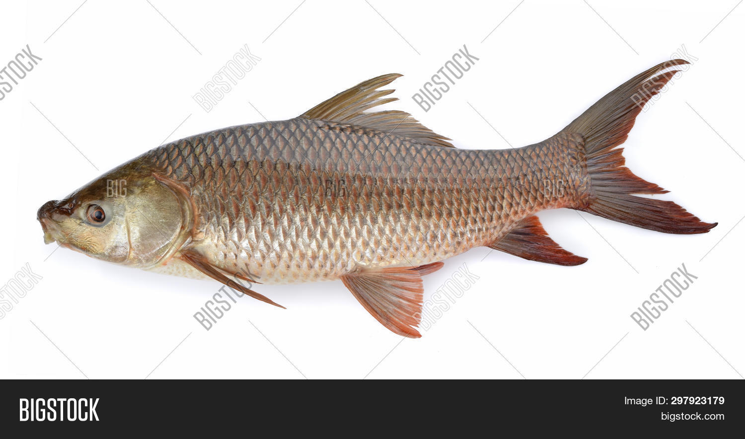 Cyprinus Carpio Image & Photo (Free Trial) | Bigstock