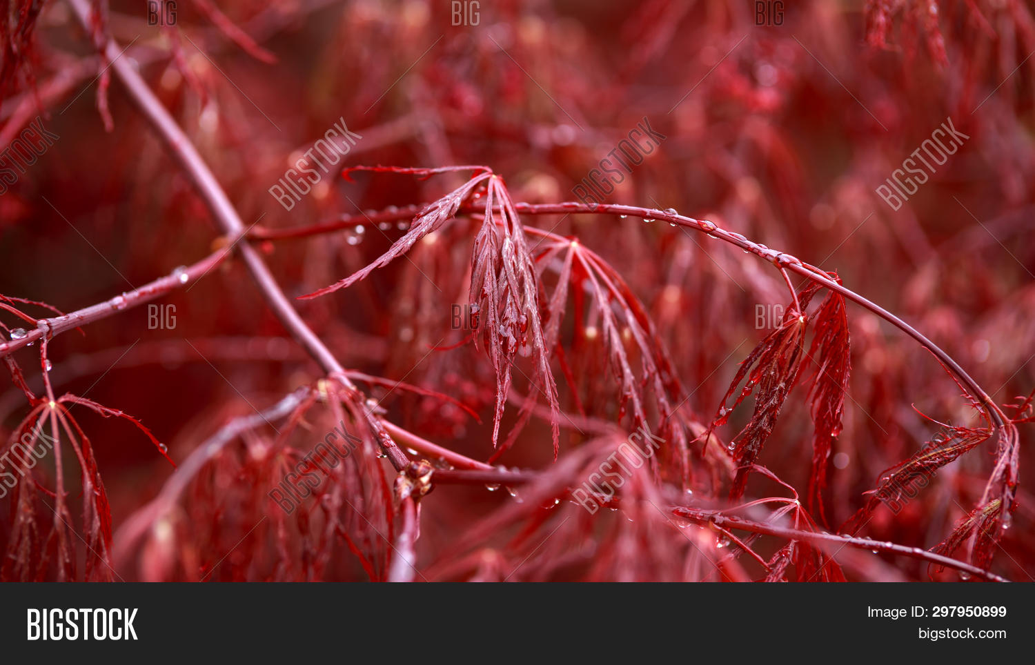Red Foliage Weeping Image & Photo (Free Trial) | Bigstock