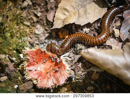Millipede Eating Image & Photo (Free Trial) | Bigstock