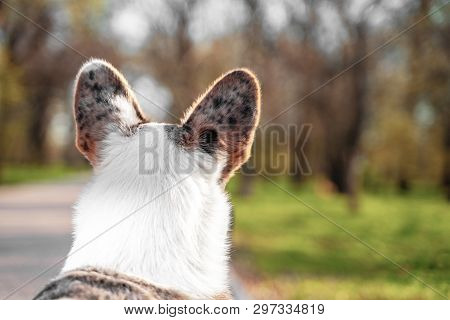 Beautiful Close- Dog Image & Photo (Free Trial) | Bigstock
