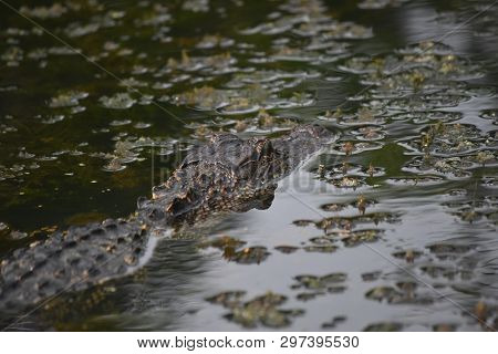 Stunning Stalking Image & Photo (Free Trial) | Bigstock
