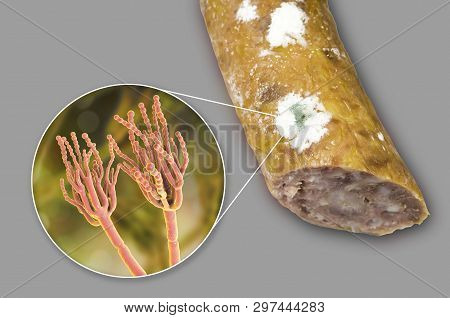 Colony Penicillium Image & Photo (Free Trial) | Bigstock