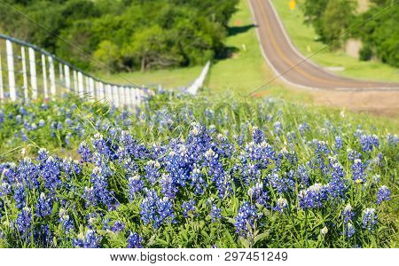 Bluebonnet Images, Illustrations & Vectors (Free) - Bigstock