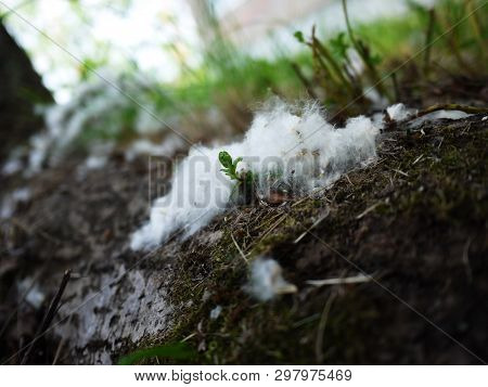Cottonwood Fluff Image & Photo (Free Trial) | Bigstock