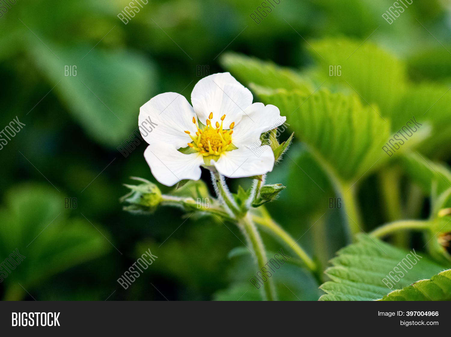 Strawberry Blossoms. Image & Photo (Free Trial) | Bigstock