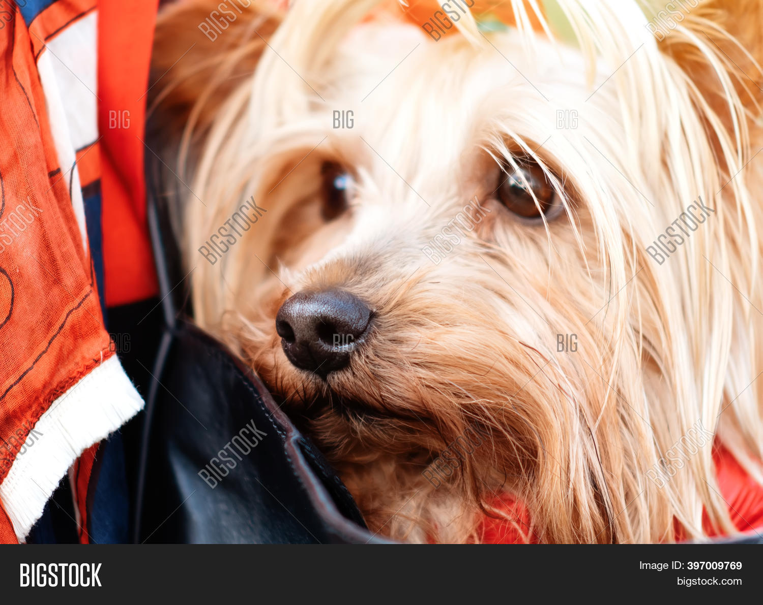 Yorkshire Terrier Red Image & Photo (Free Trial) | Bigstock
