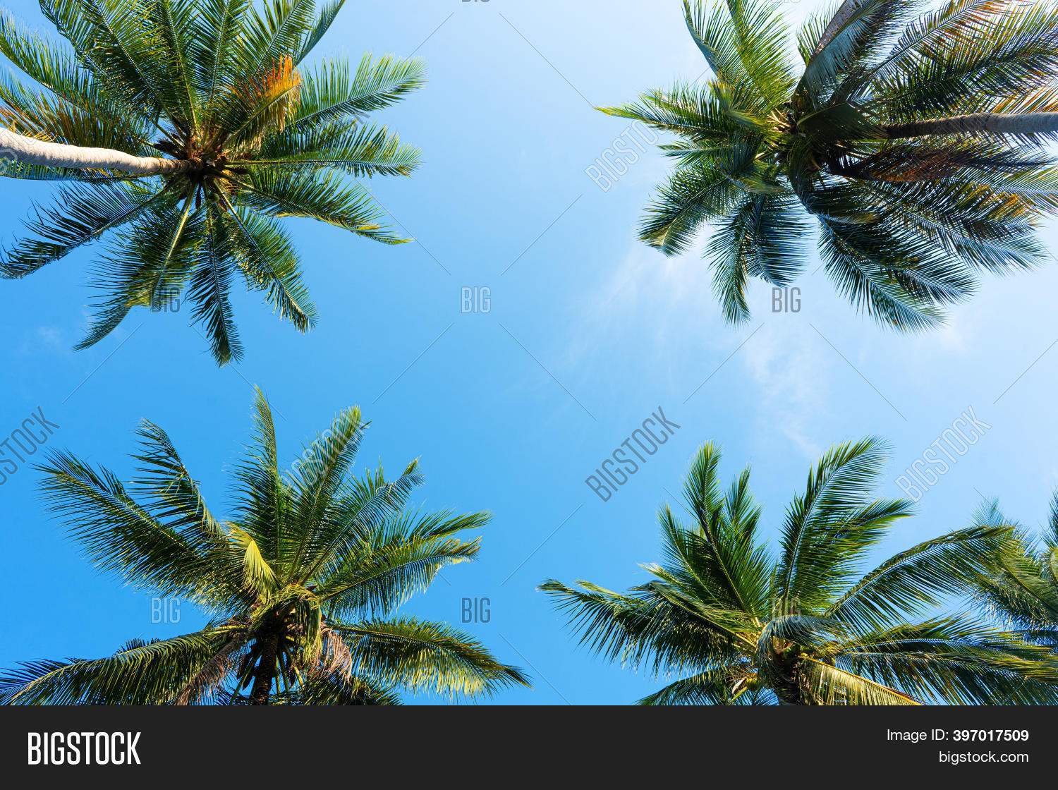 Palm Grove. Palm Trees Image & Photo (Free Trial) | Bigstock