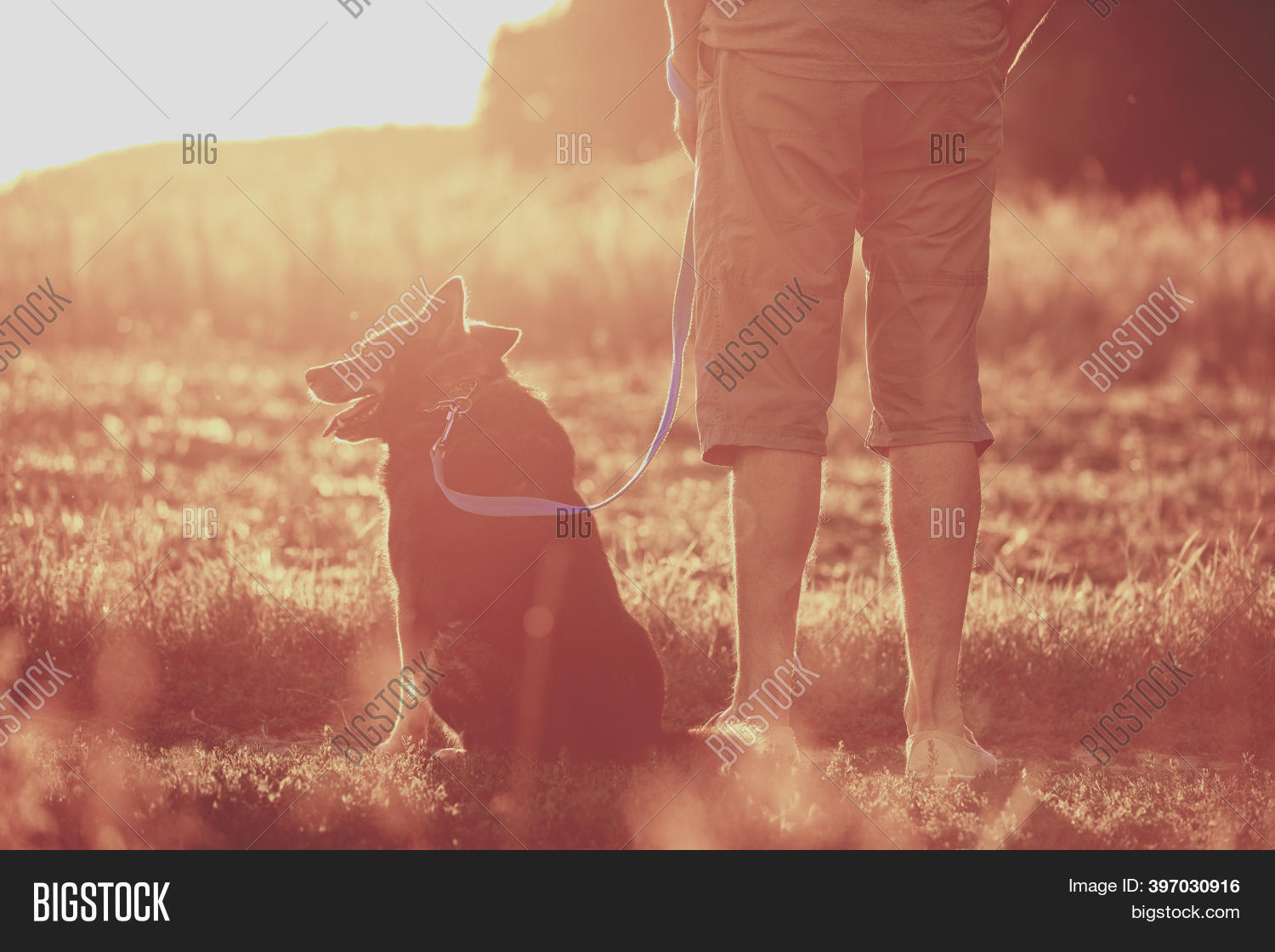 Man Walking Dog Field Image & Photo (Free Trial) | Bigstock