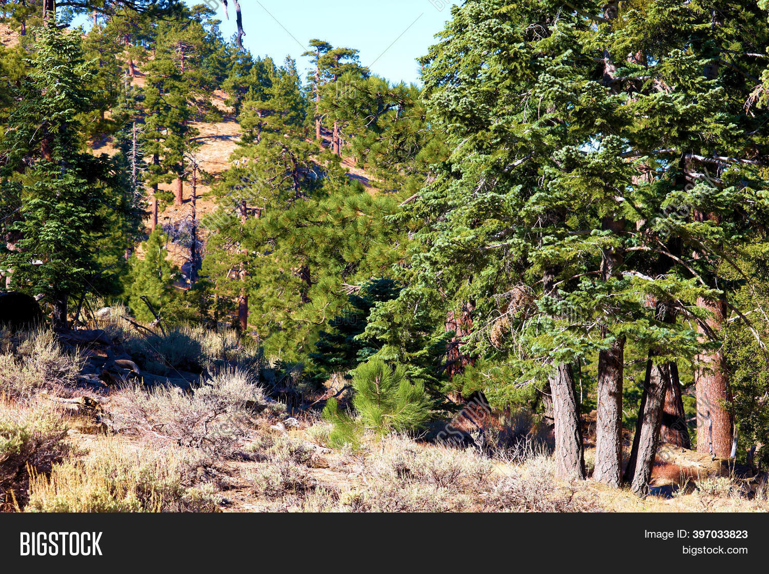 Alpine Meadow Image & Photo (Free Trial) | Bigstock
