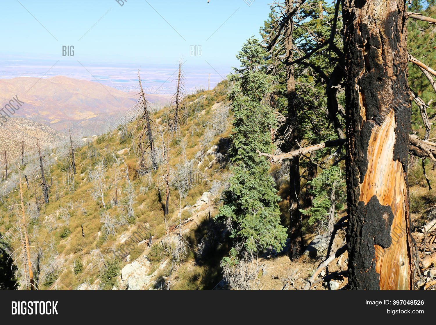 Burnt Pine Tree Caused Image & Photo (Free Trial) | Bigstock