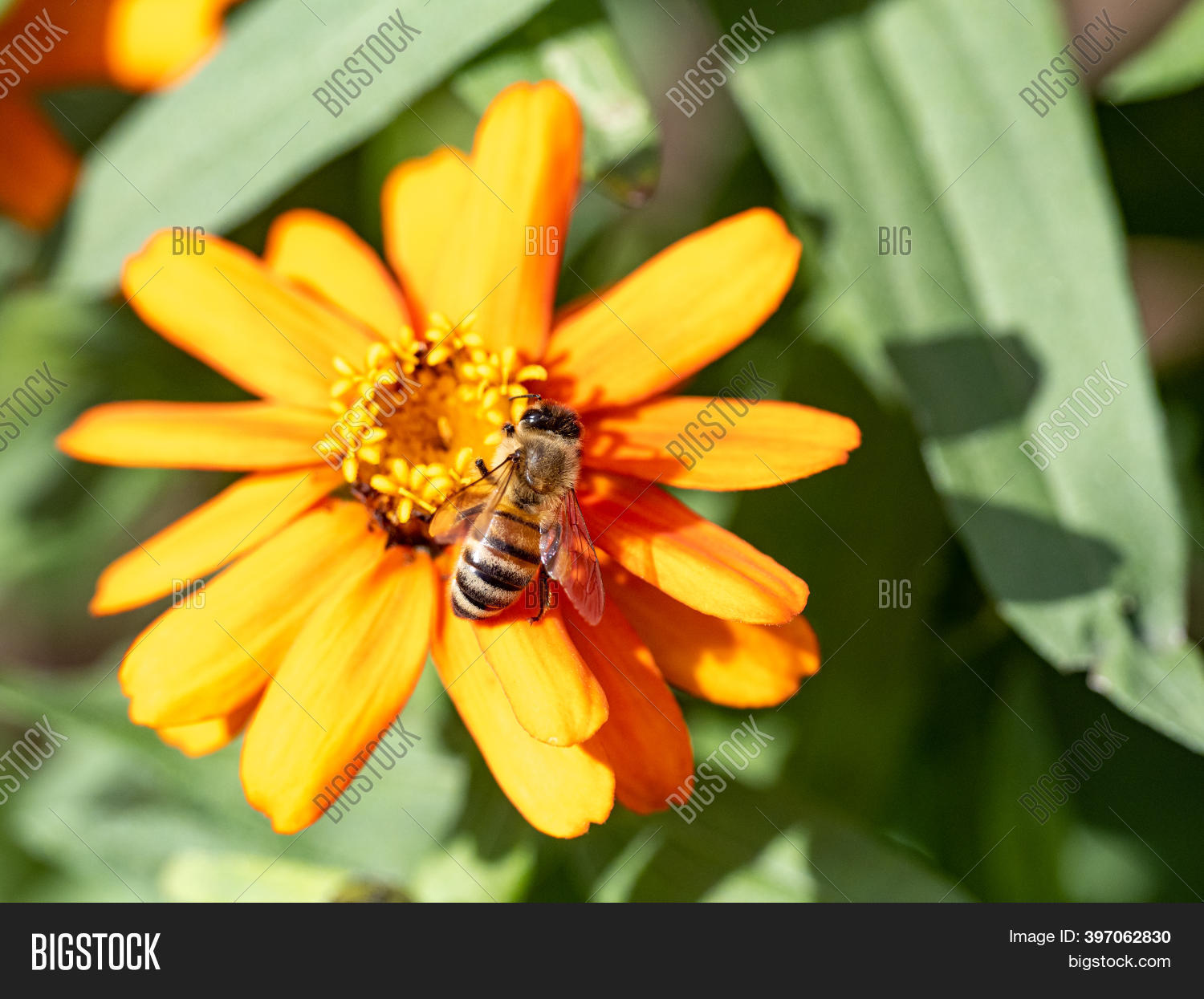 Japanese Honey Bee, Image & Photo (Free Trial) | Bigstock