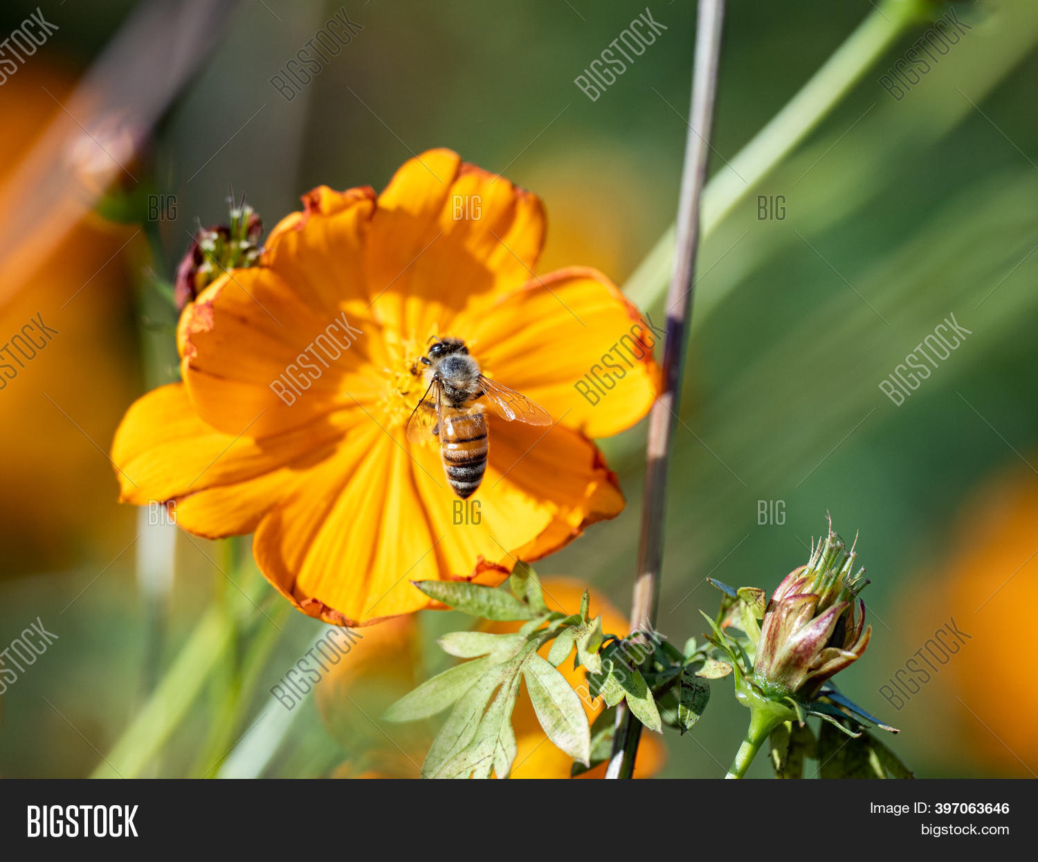 Japanese Honey Bee, Image & Photo (Free Trial) | Bigstock