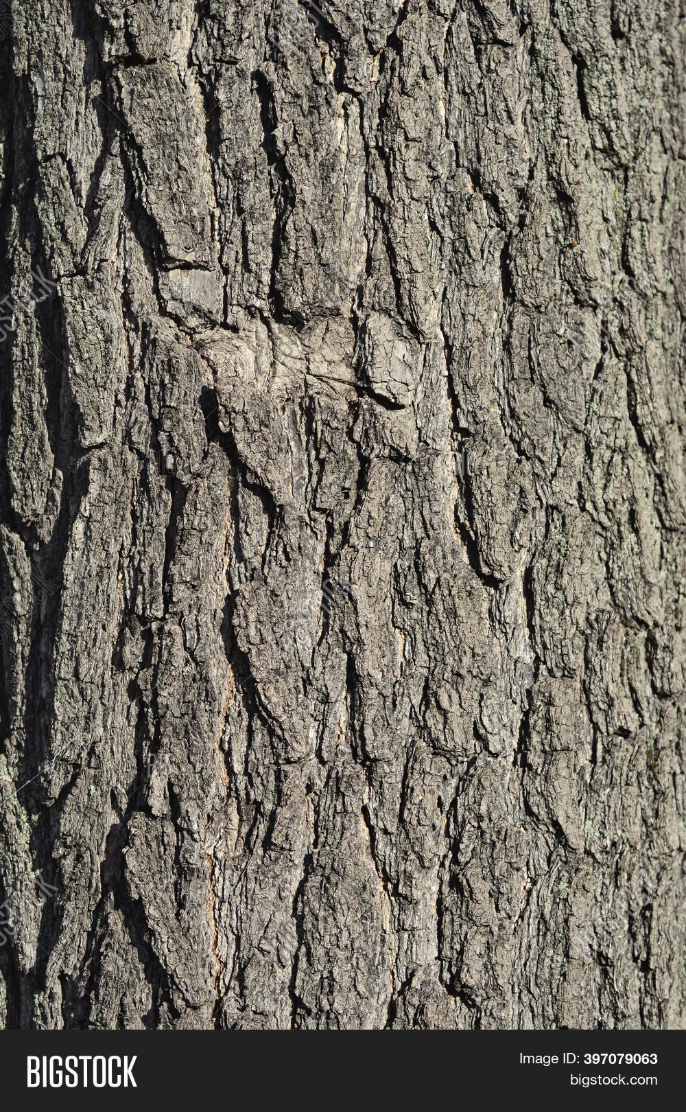Golden Rain Tree Bark Image & Photo (Free Trial) | Bigstock