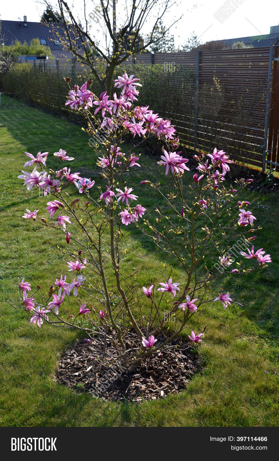 Magnolia Susan Shrub Image & Photo (Free Trial) | Bigstock