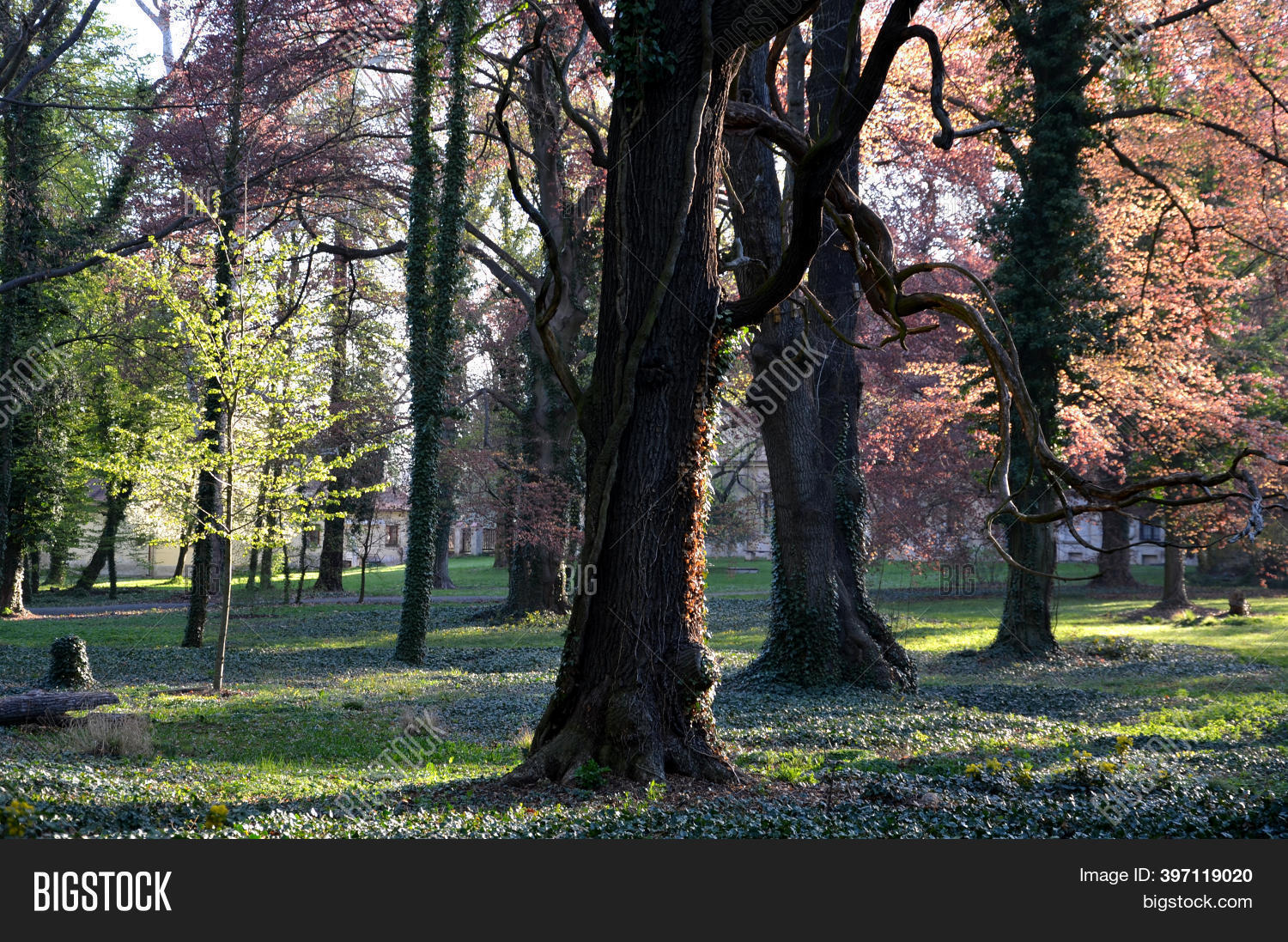 Trees Park Very Image & Photo (Free Trial) | Bigstock