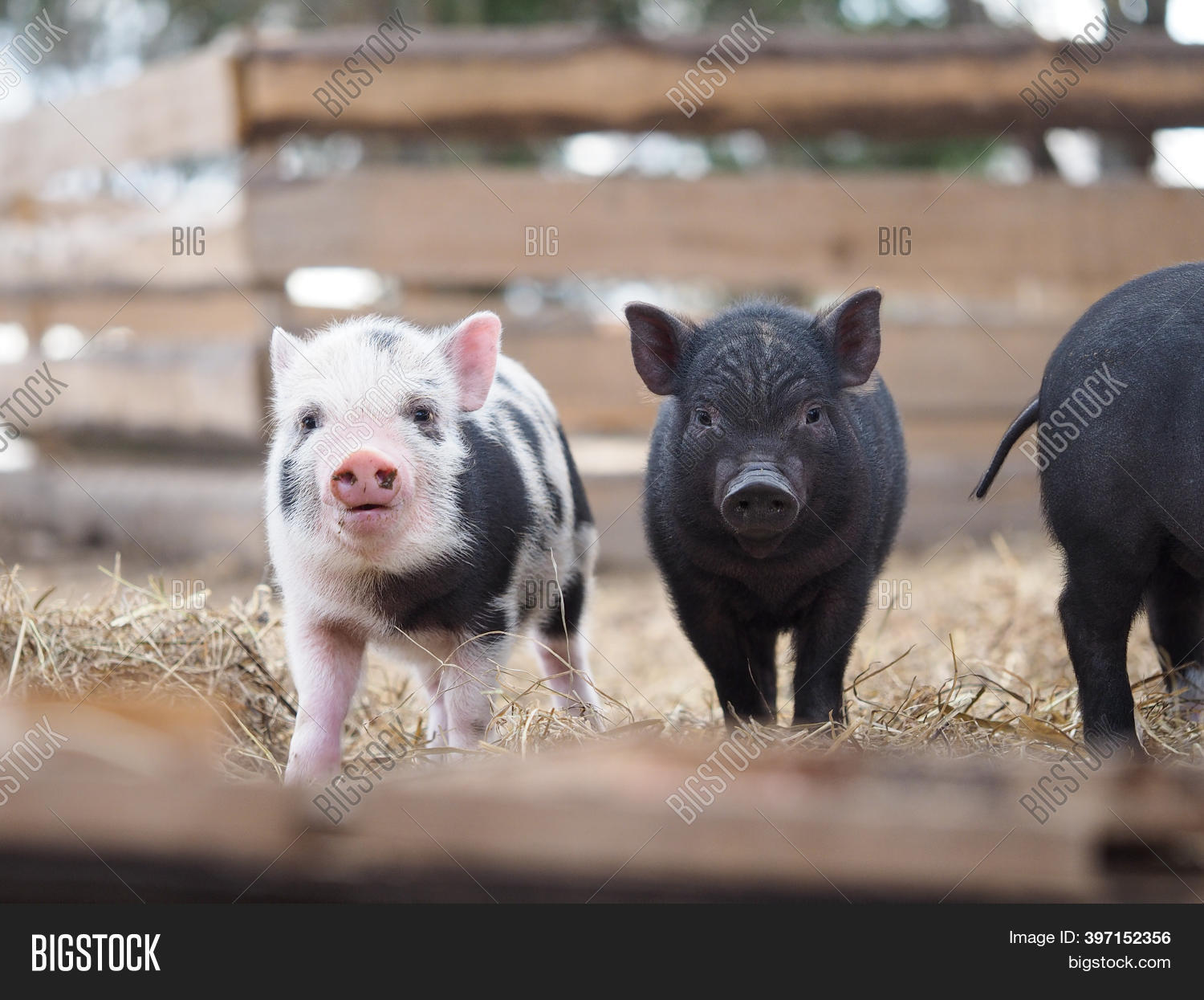 Vietnamese Pig Pigsty Image & Photo (Free Trial) | Bigstock