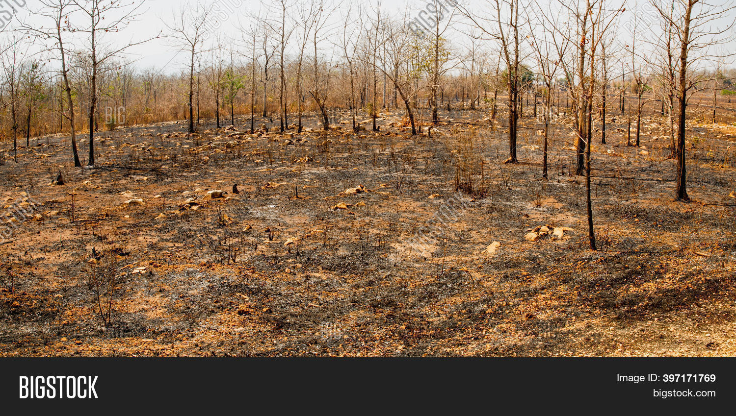 Destruction Forests Image & Photo (Free Trial) | Bigstock