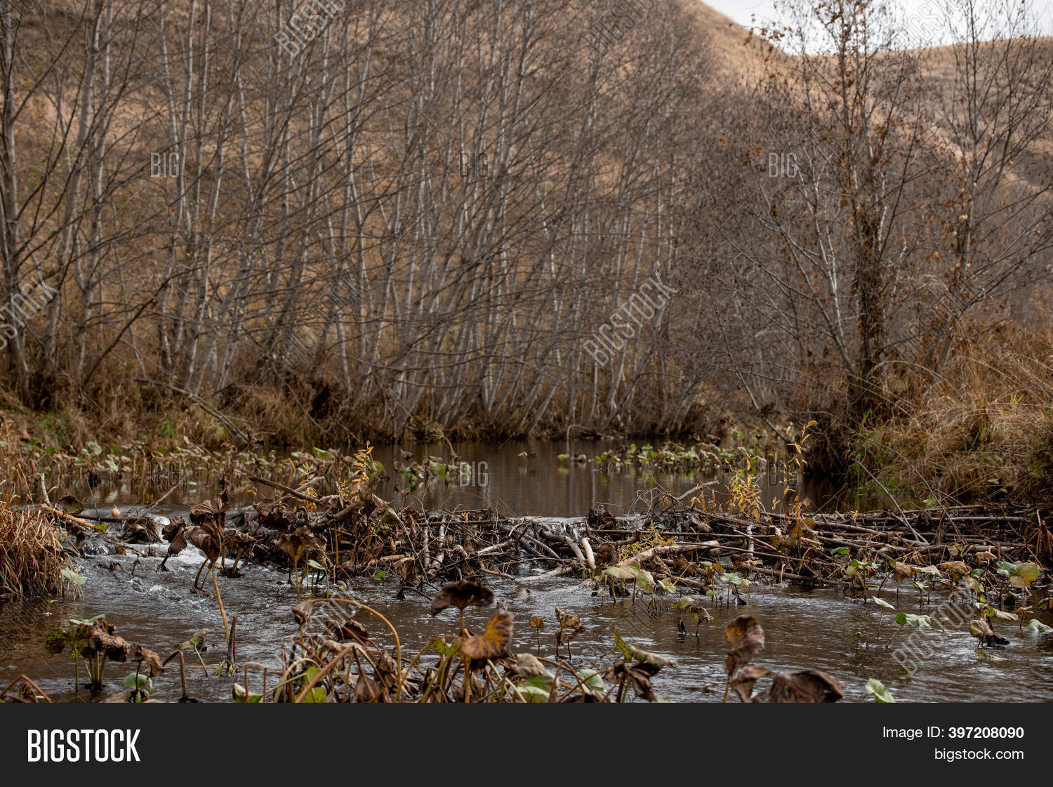Autumn Gray Landscape Image & Photo (Free Trial) | Bigstock