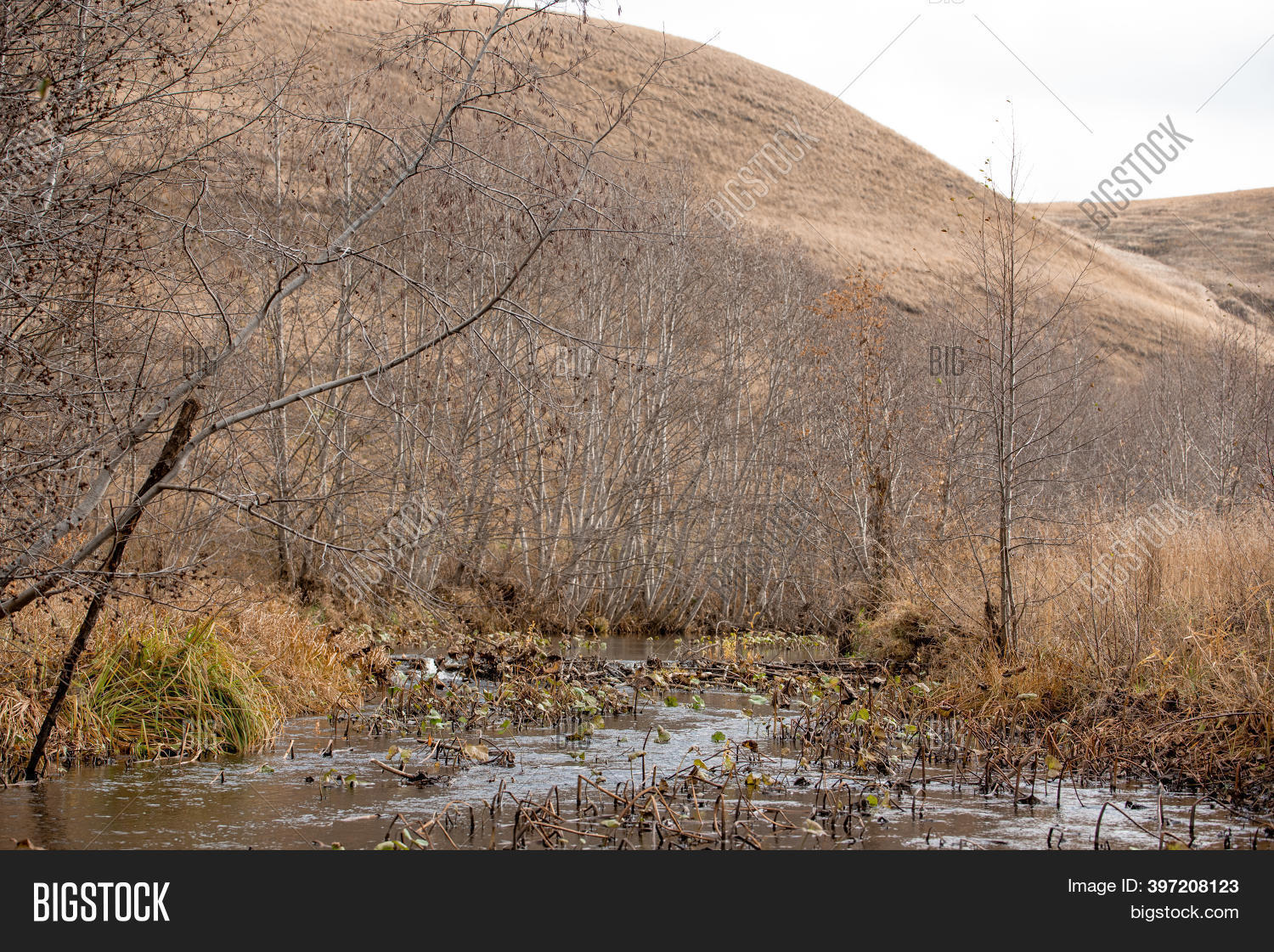 Autumn Gray Landscape Image & Photo (Free Trial) | Bigstock