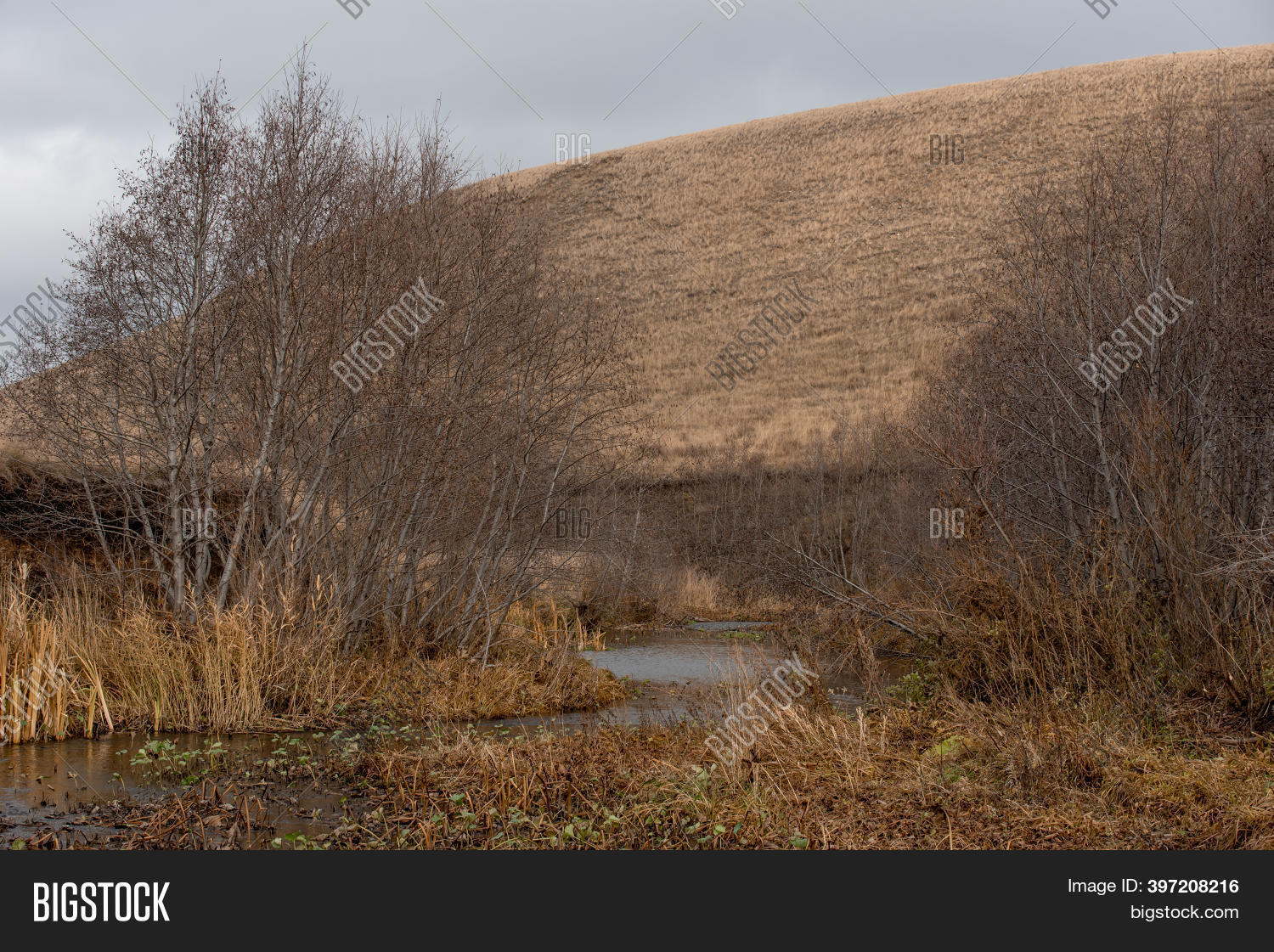 Autumn Gray Landscape Image & Photo (Free Trial) | Bigstock