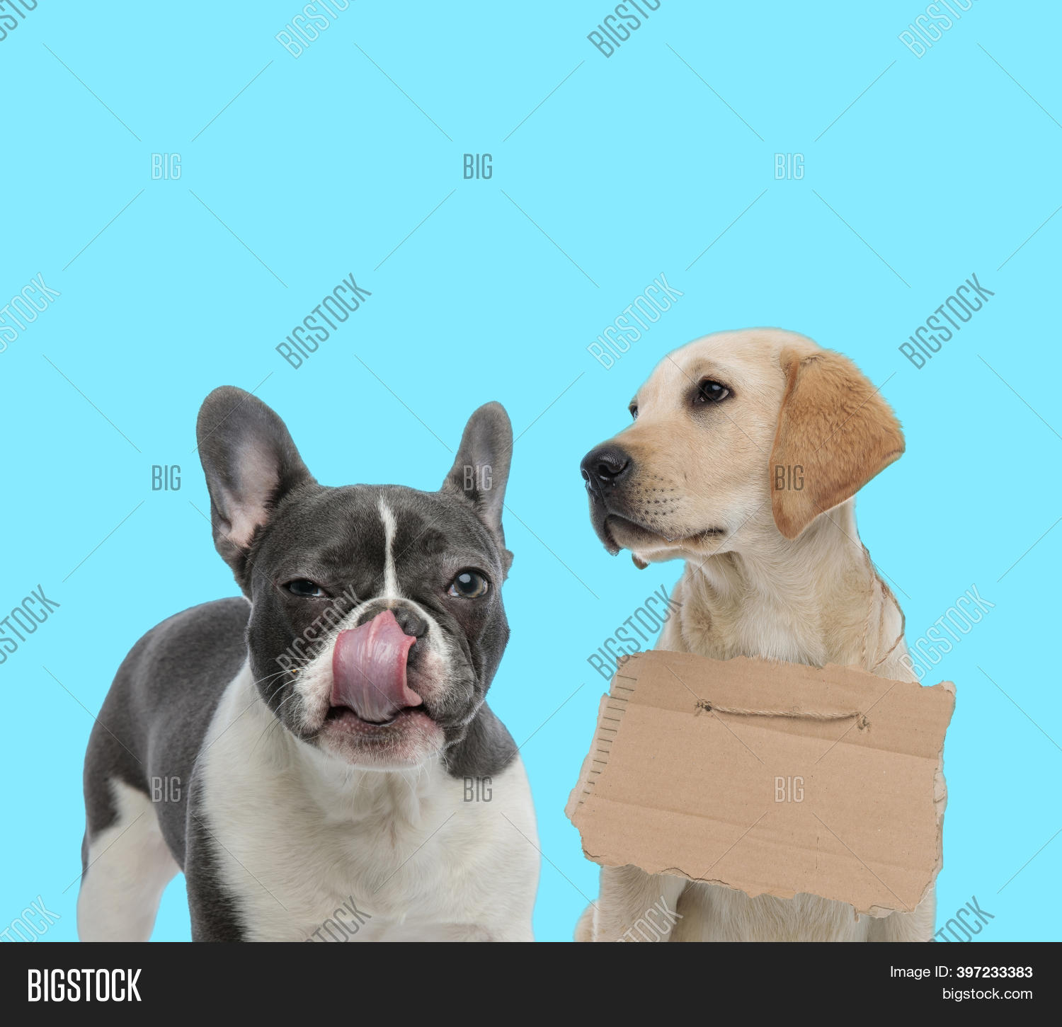 Stray Labrador Image & Photo (Free Trial) | Bigstock