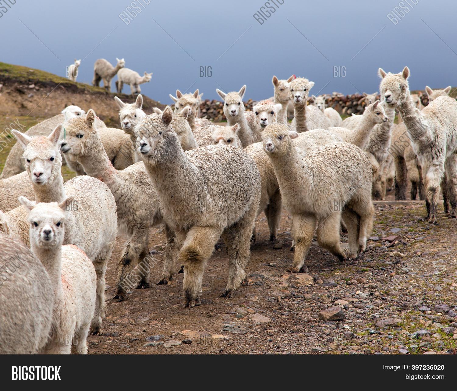 Llama Lama, Group Image & Photo (Free Trial) | Bigstock