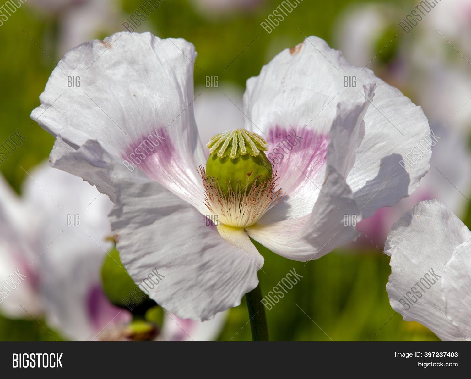 Detail Flowering Opium Image & Photo (Free Trial) | Bigstock