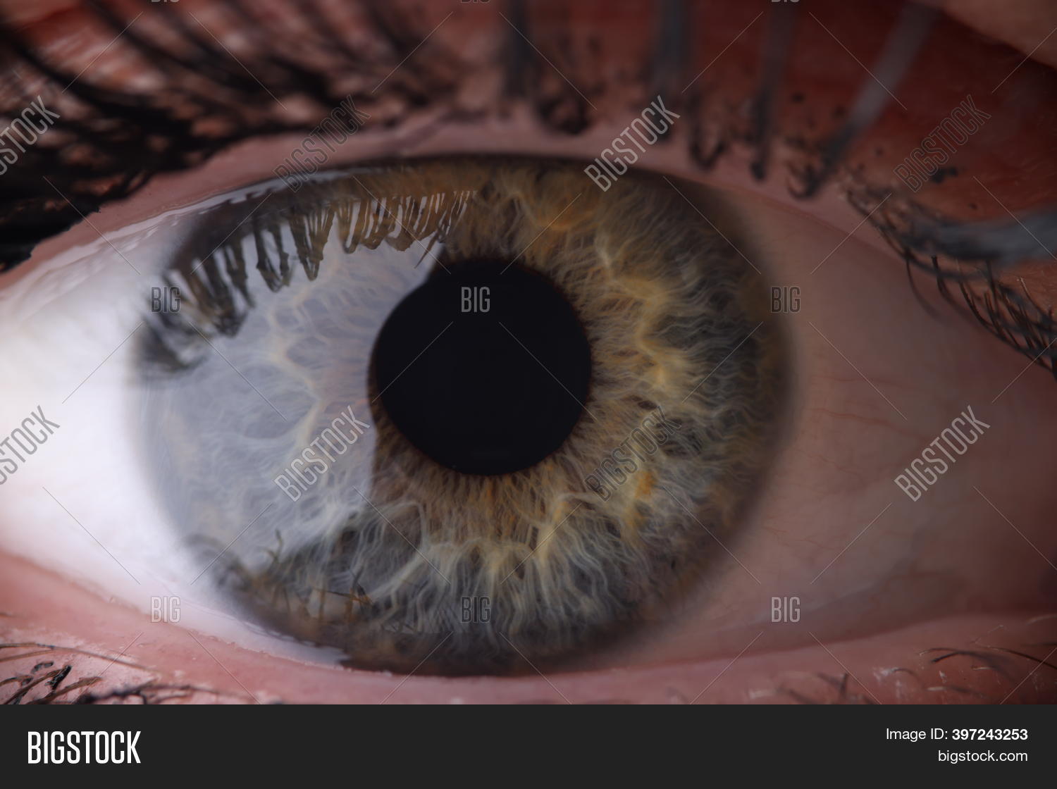 Human Eye Cornea Pupil Image & Photo (Free Trial) | Bigstock