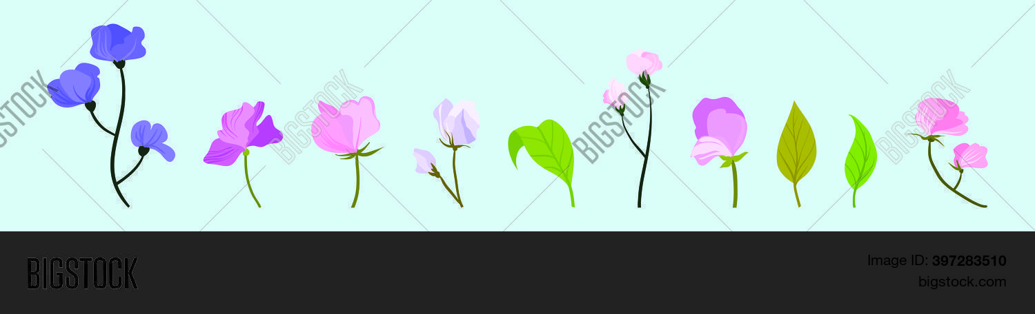 Set Sweet Pea Cartoon Vector & Photo (Free Trial) | Bigstock