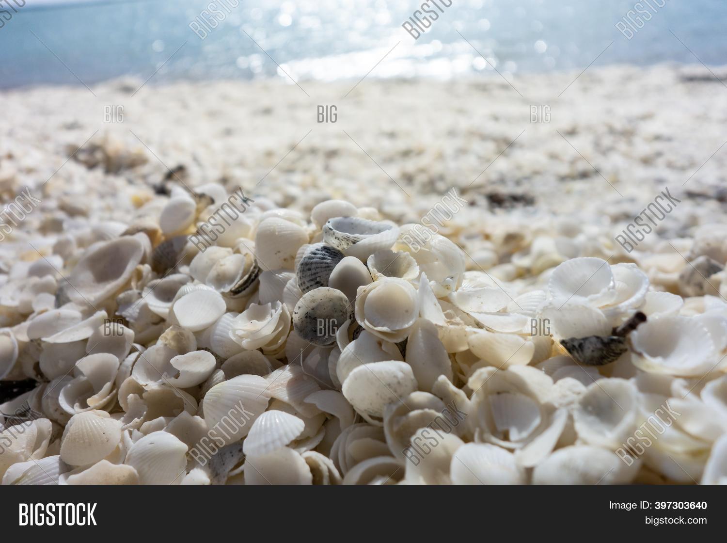 Detail White Shells Image & Photo (Free Trial) | Bigstock