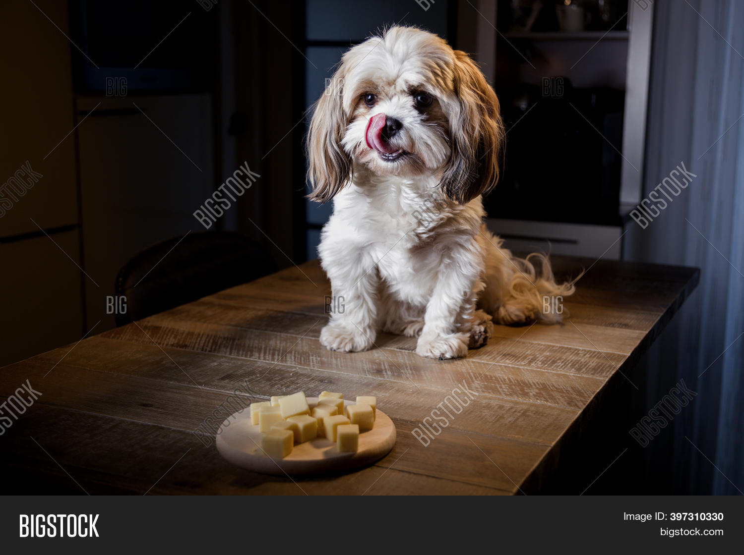 Dog Sitting On Kitchen Image & Photo (Free Trial) | Bigstock