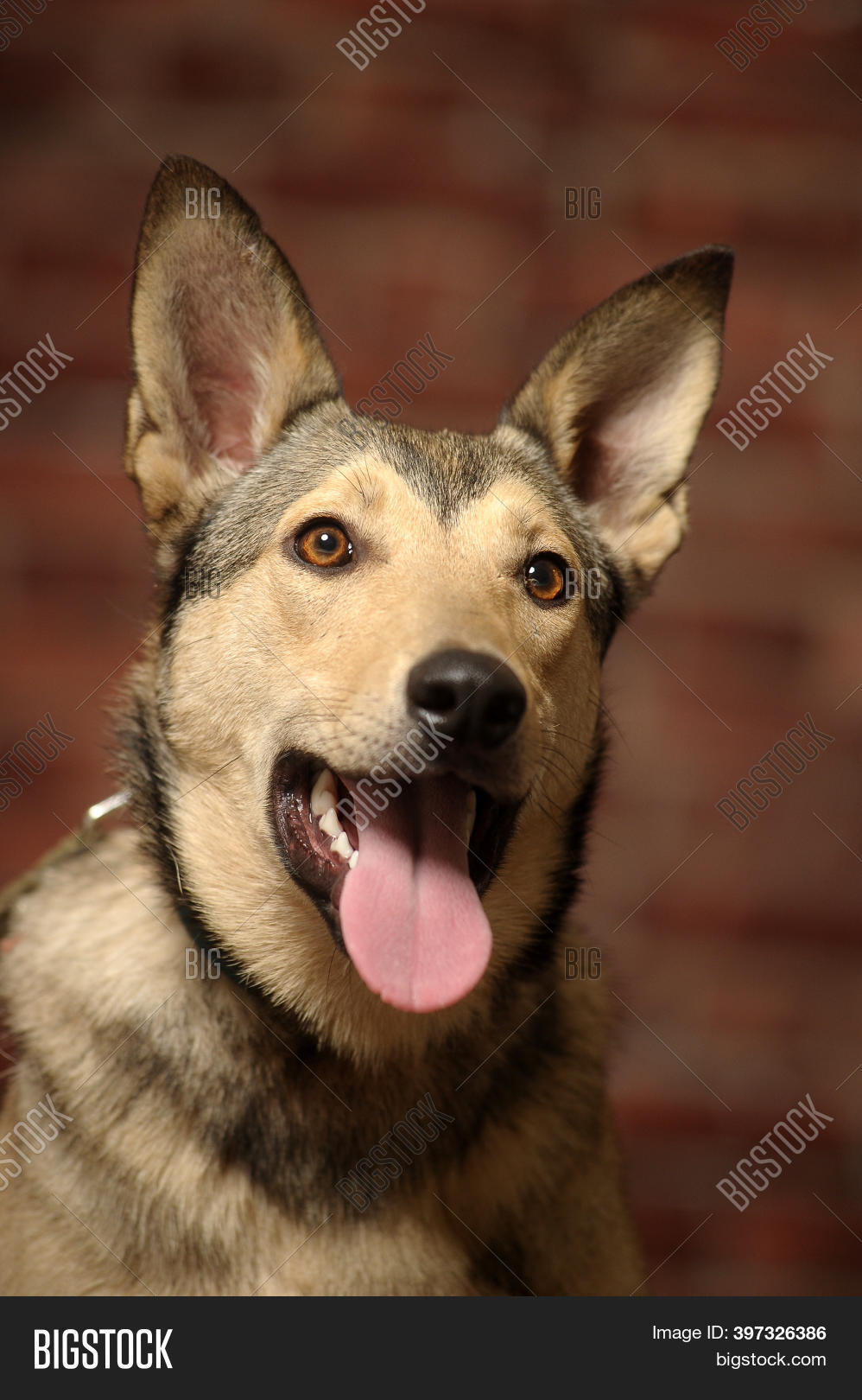 Crossbreed Husky Image & Photo (Free Trial) | Bigstock