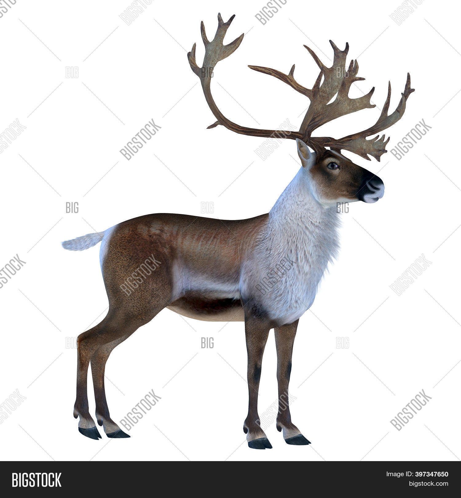 Caribou Buck 3d Image & Photo (Free Trial) | Bigstock
