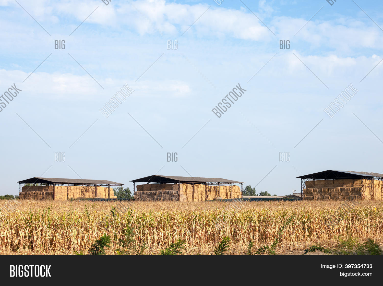 Barn Full Haystacks Image & Photo (Free Trial) | Bigstock