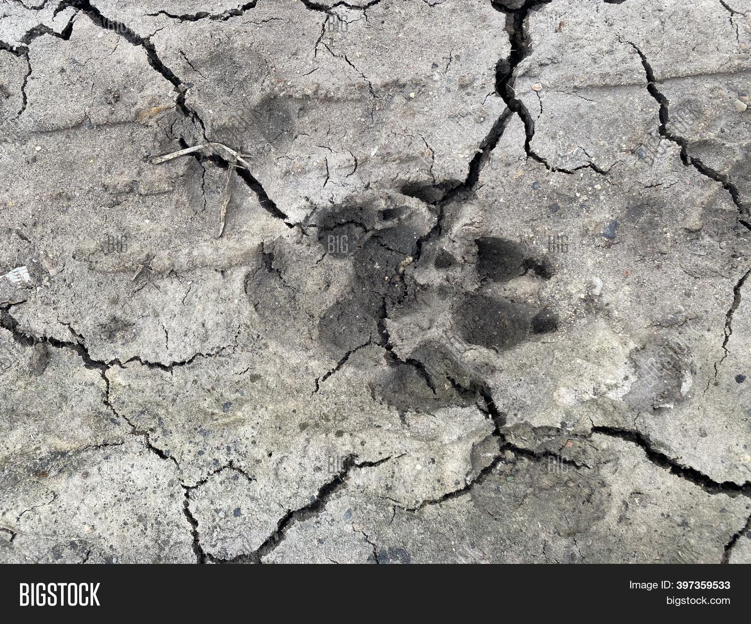 Close Dog Footprint On Image & Photo (Free Trial) | Bigstock