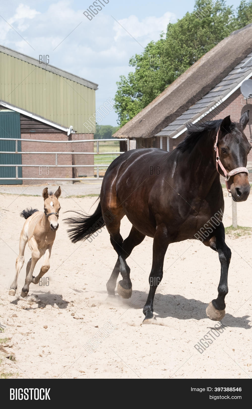 Stallion Foal Galloped Image & Photo (Free Trial) | Bigstock