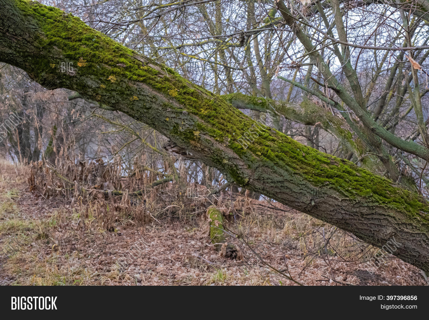 Trunk Leaning Tree Image & Photo (Free Trial) | Bigstock