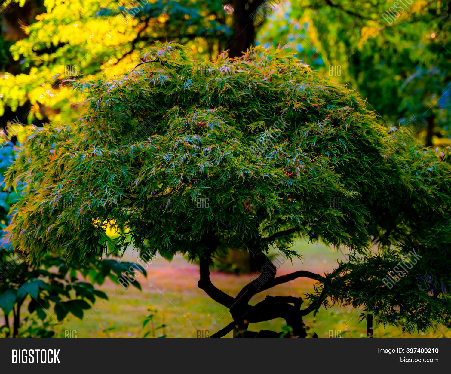 Green Japanese Maple Image & Photo (Free Trial) | Bigstock