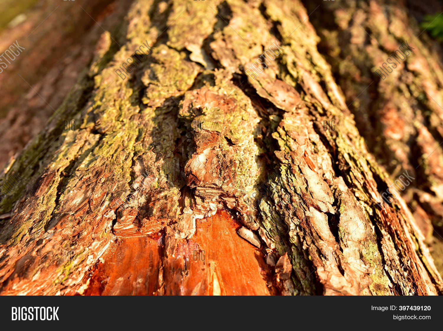 Pine Tree Brown Bark Image & Photo (Free Trial) | Bigstock