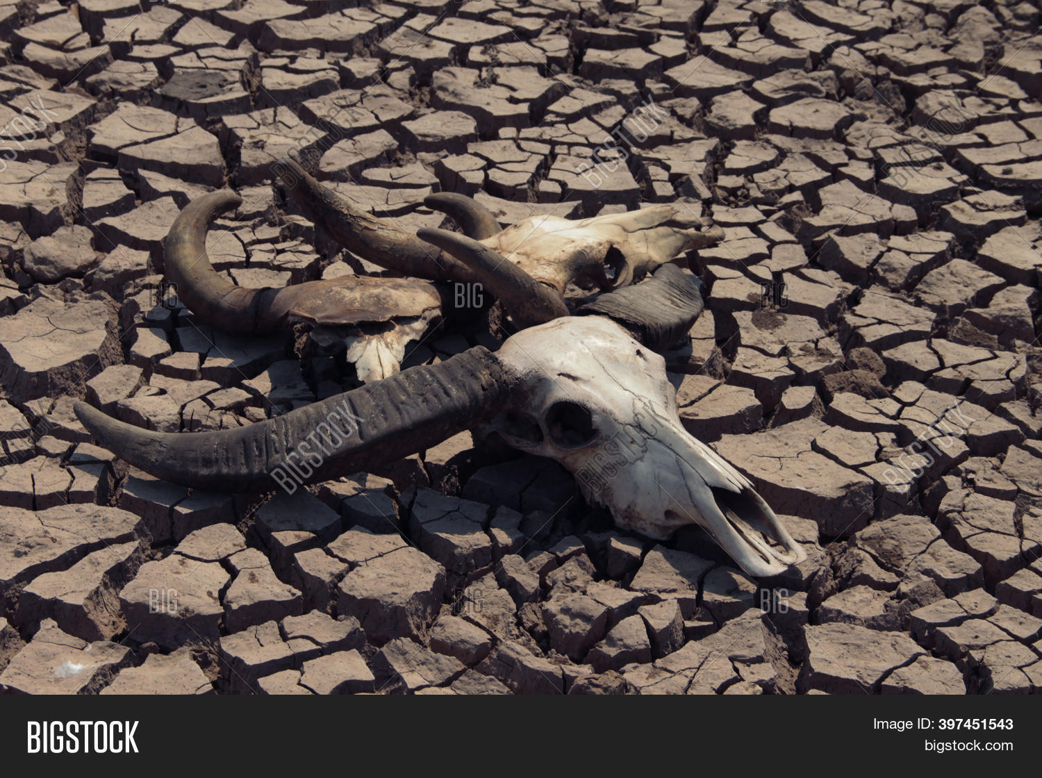 Skull Animal On Dry Image & Photo (Free Trial) | Bigstock