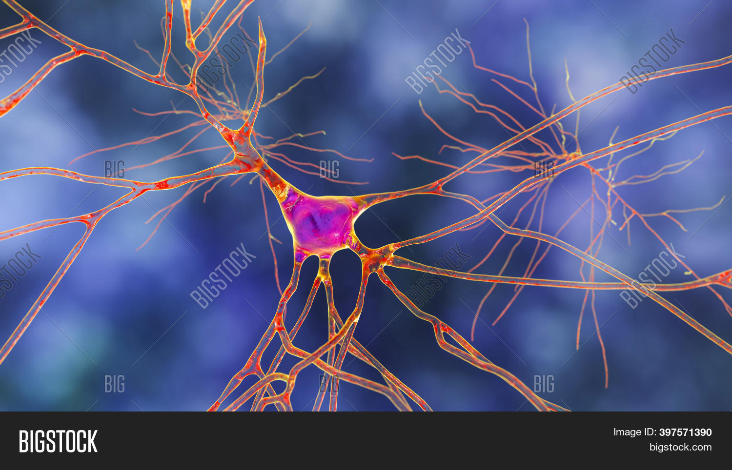 Neurons, 3d Image & Photo (Free Trial) | Bigstock